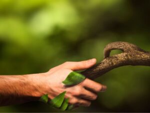 Forest Fire Detection Using Machine Learning - techcresendo